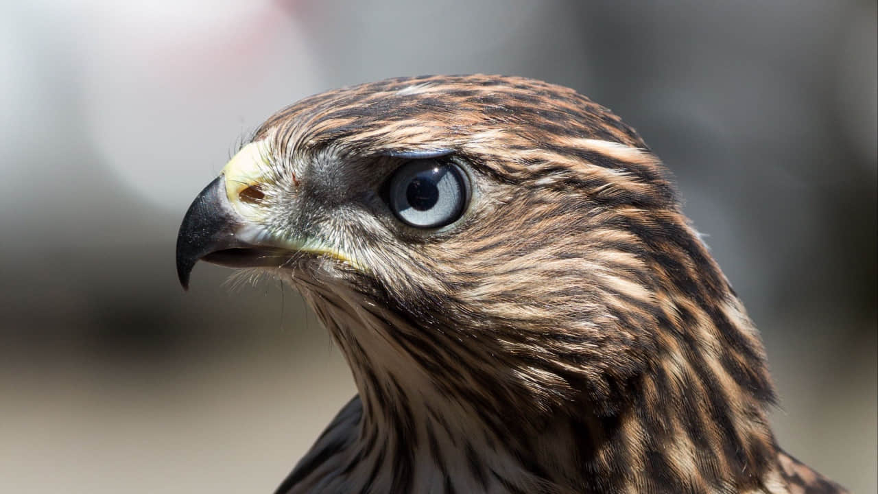 awk 实用学习指南 - LinuxStory